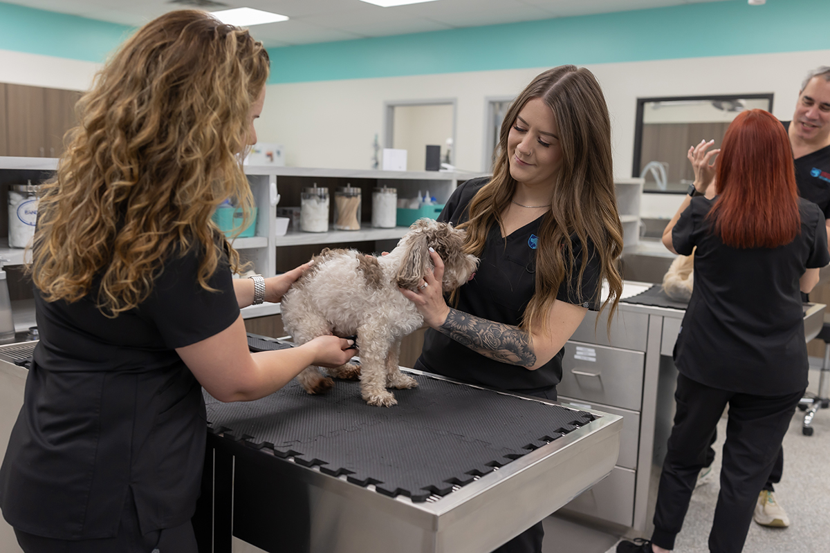 Urgent Care for Pets | Walk-In Veterinary Services